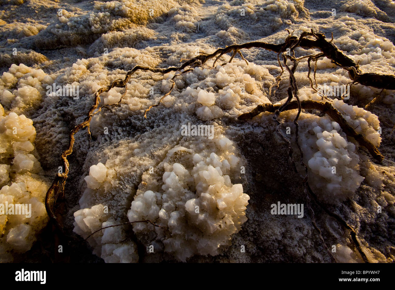 Root High Resolution Stock Photography and Images - Alamy
