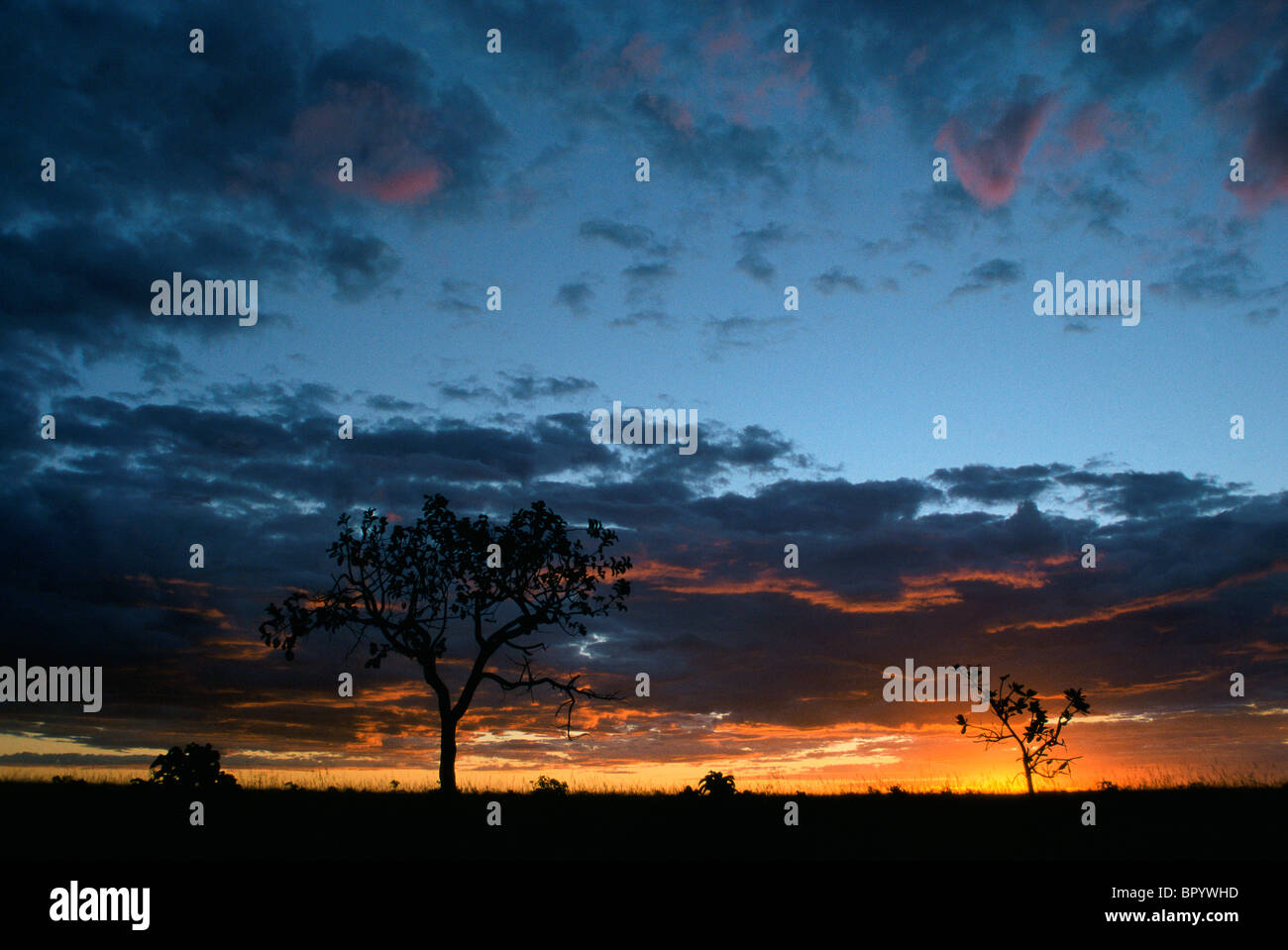 Cerrado brazil hi-res stock photography and images - Alamy