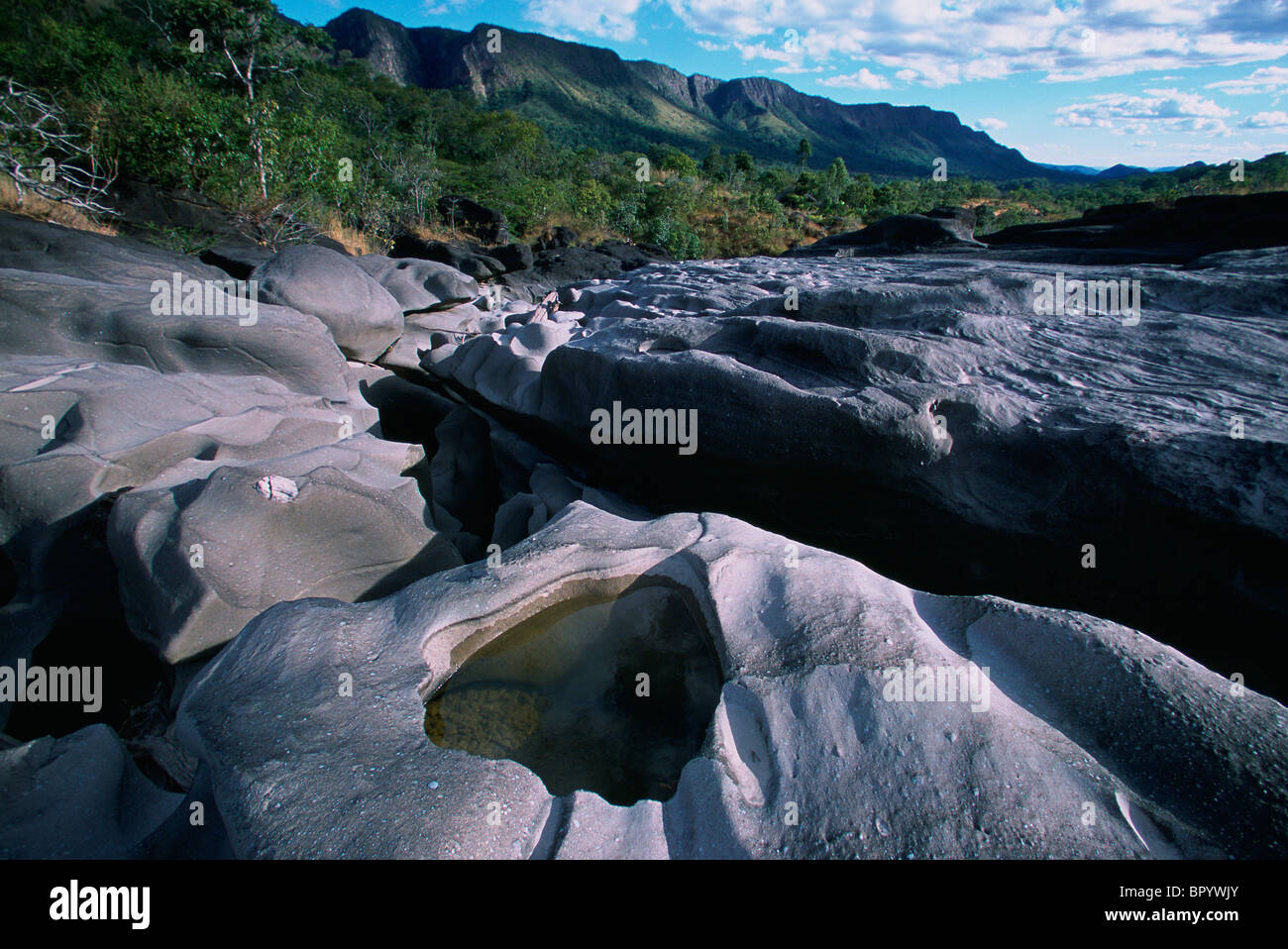 Cerrado Ecosystem, Brazil Stock Photo - Alamy