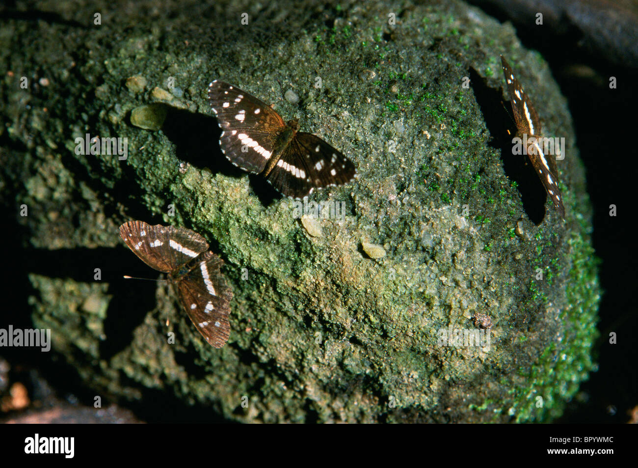 Caatinga ecosystem hi-res stock photography and images - Alamy