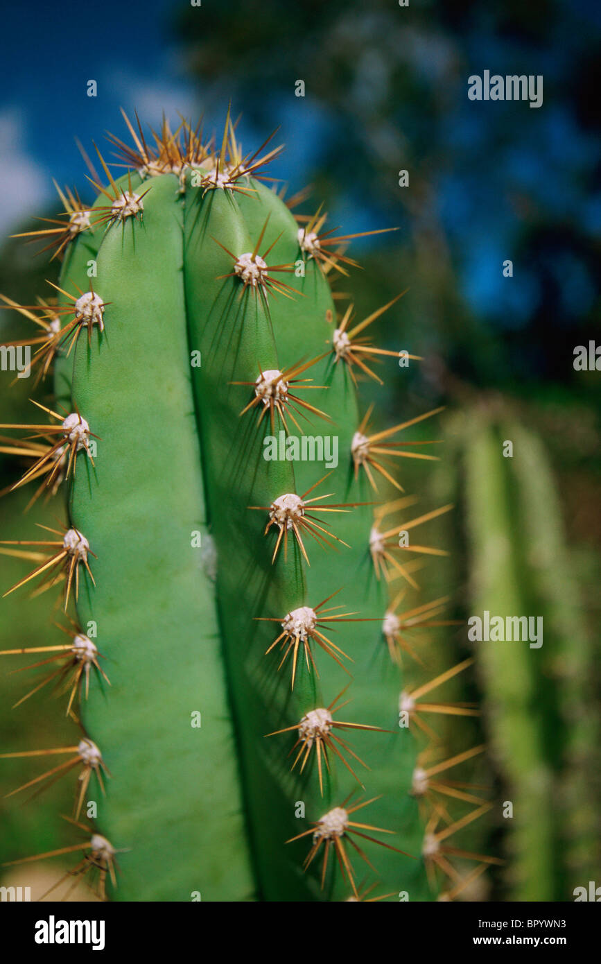 Caatinga ecosystem hi-res stock photography and images - Alamy