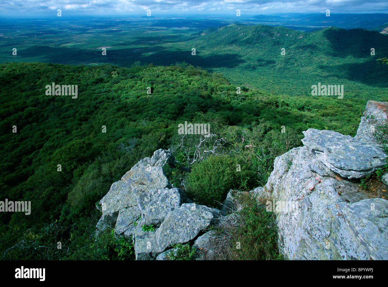 Caatinga Ecosystem, Brazil Stock Photo - Alamy
