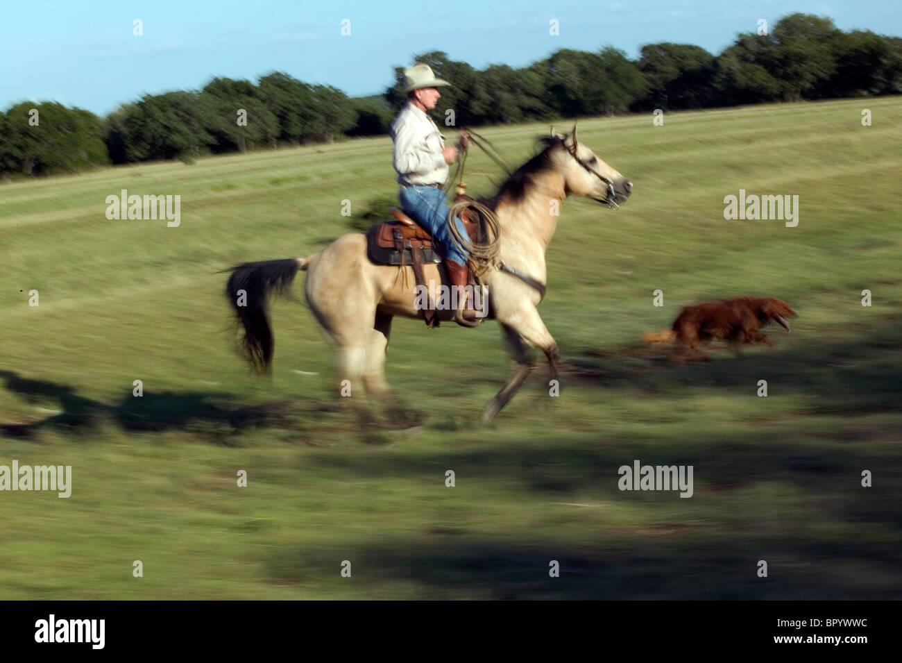 Cowboy boot dog hi-res stock photography and images - Alamy