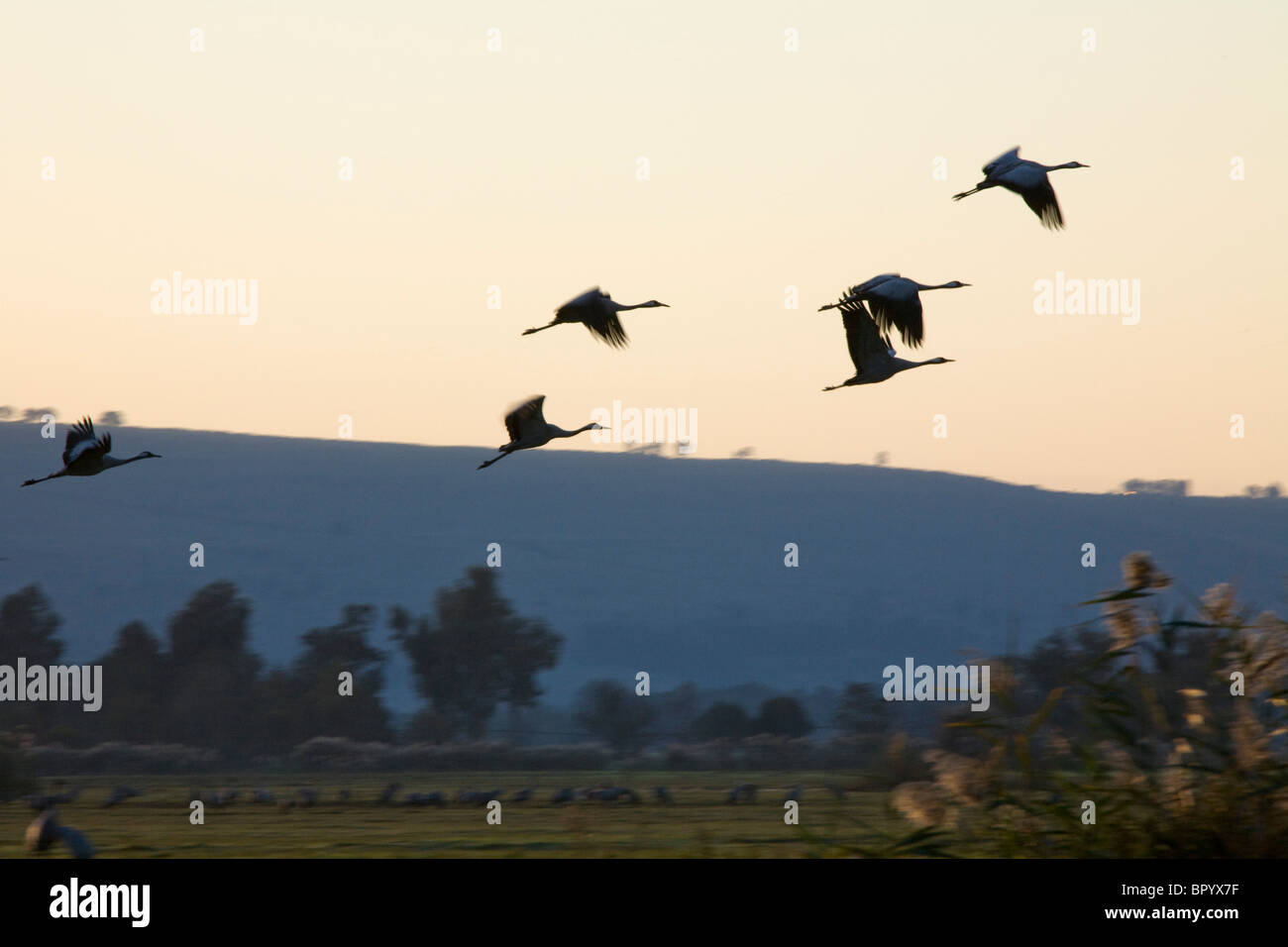 Flying cranes hi-res stock photography and images - Alamy