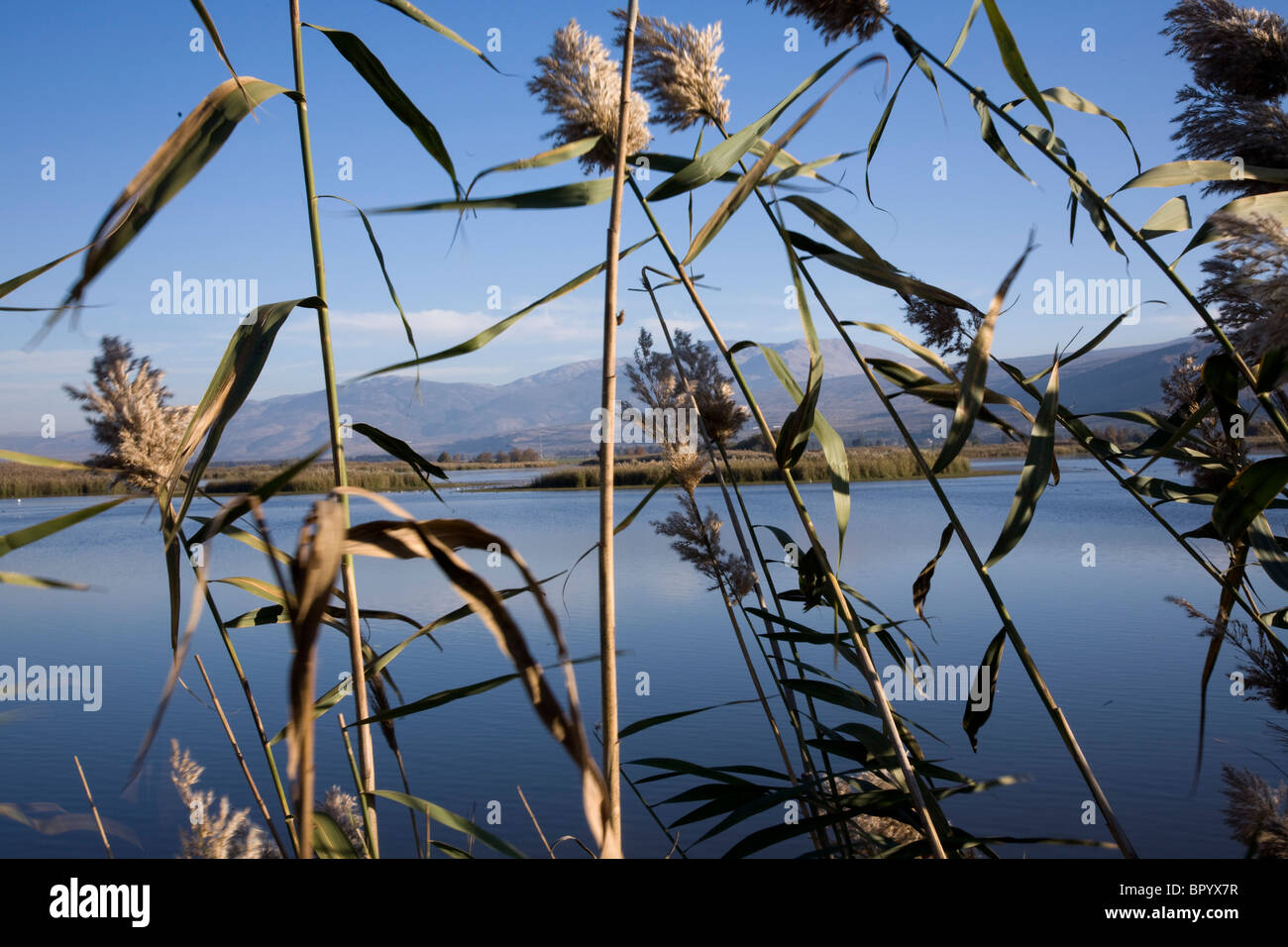 Photograph of the Chula pond in the Upper Galilee Stock Photo - Alamy