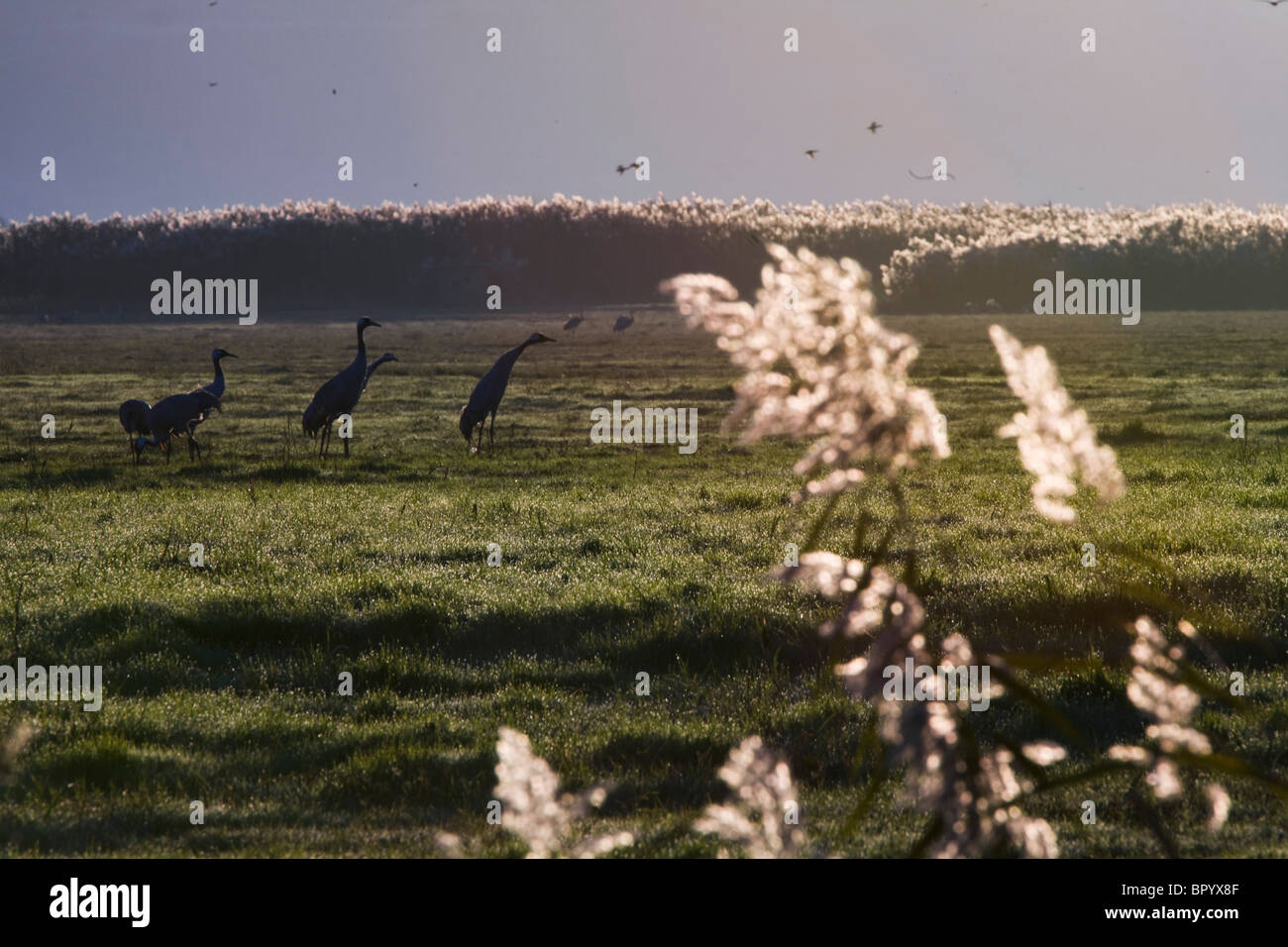 Chula hi-res stock photography and images - Alamy