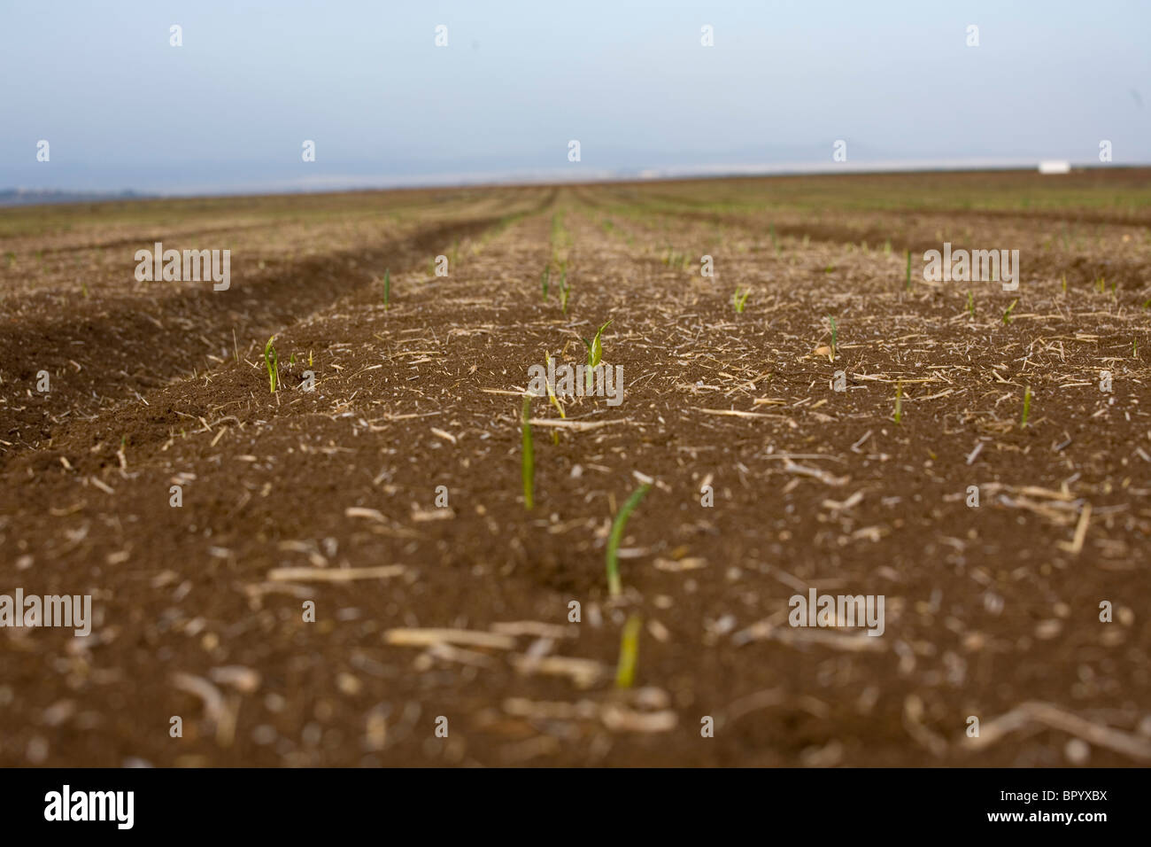 Crops in a field in the middle east hi-res stock photography and images ...