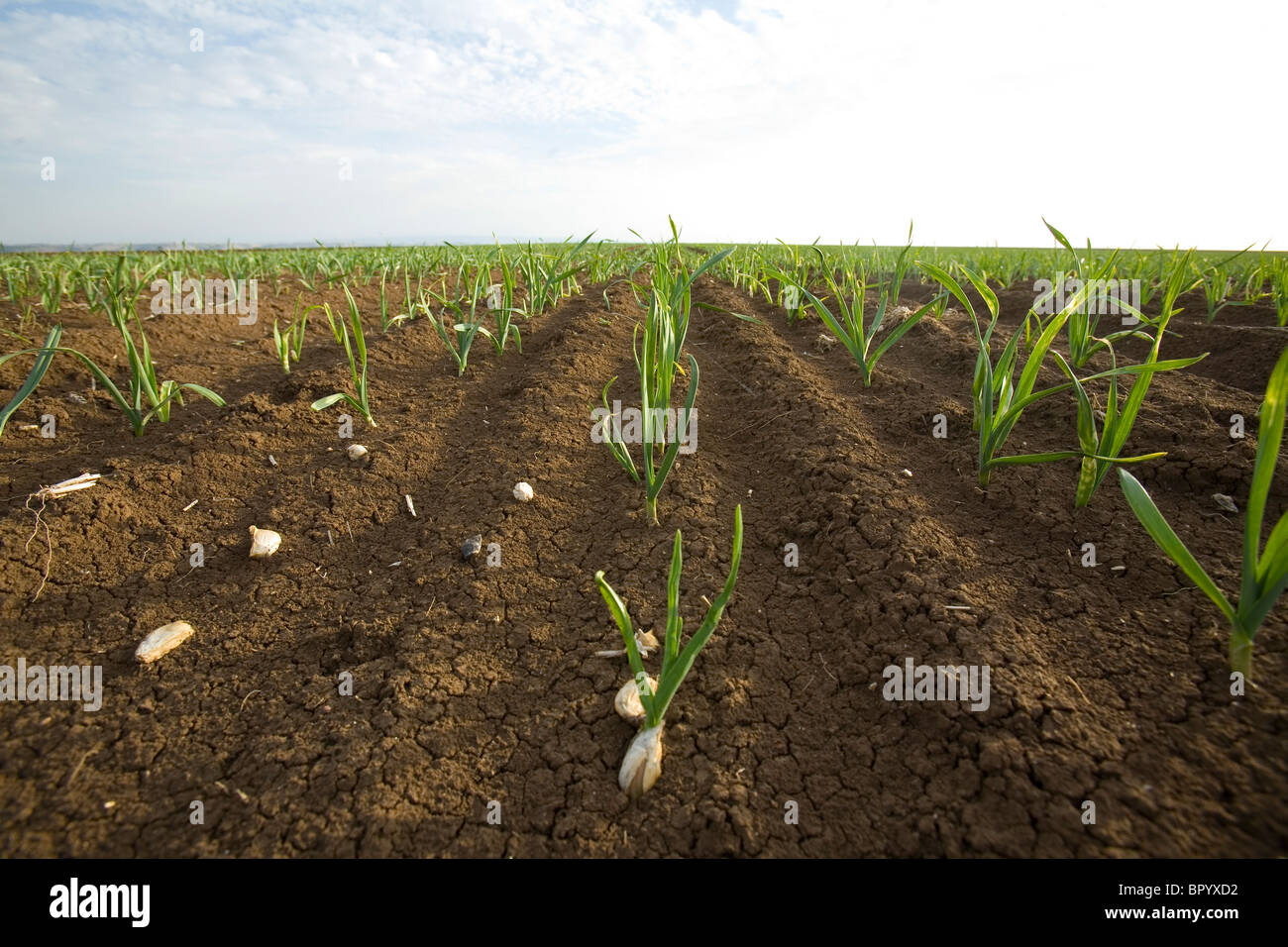 Photograph of a planted field in the Galilee Stock Photo - Alamy