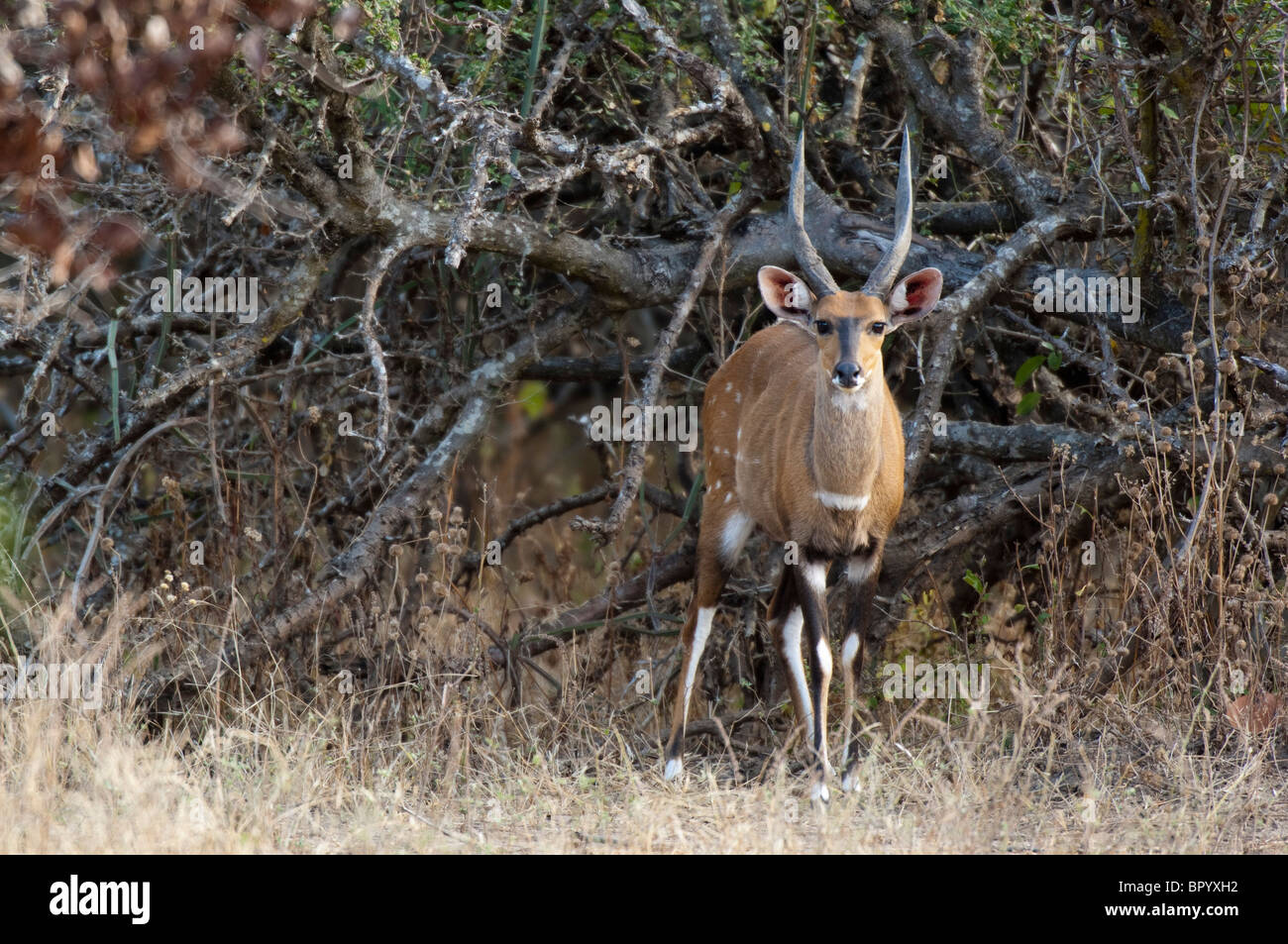 Bushbuck (Tragelaphus scriptus), Liwonde National Park, Malawi Stock ...