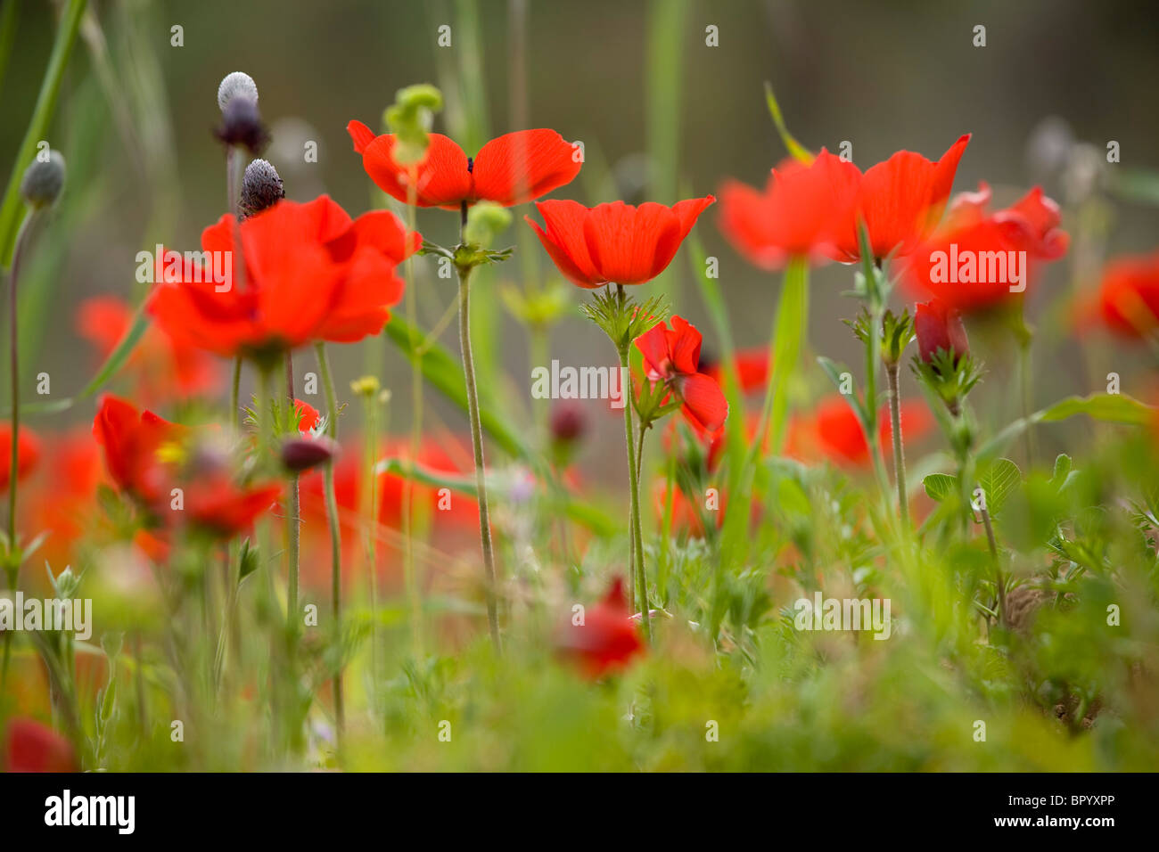 Closeup of a field of Anemones in the Western Negev Stock Photo - Alamy