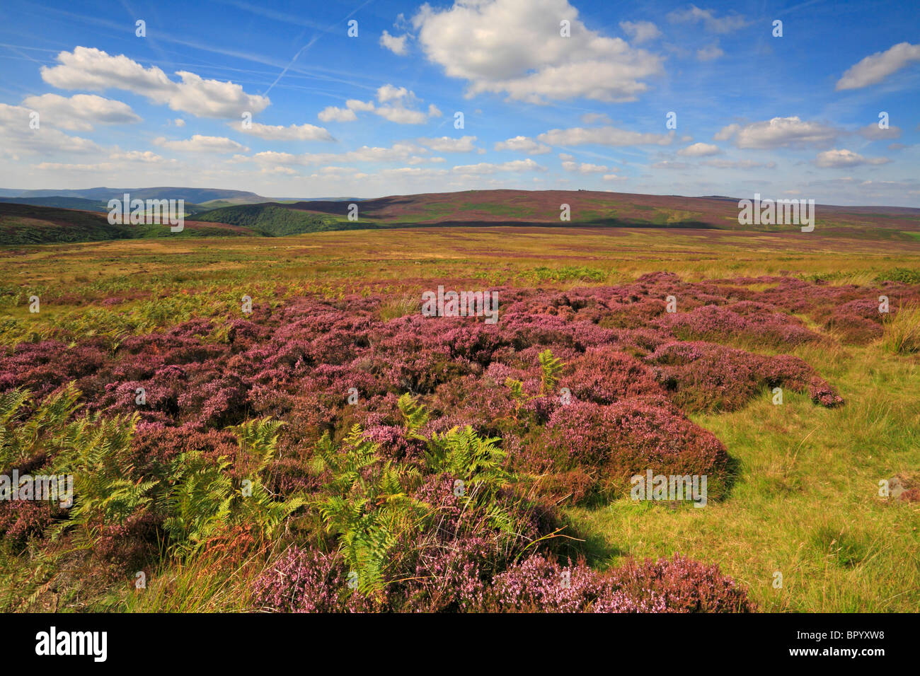Heather on Moscar Moor and distant Derwent Edge, Derbyshire, Peak ...