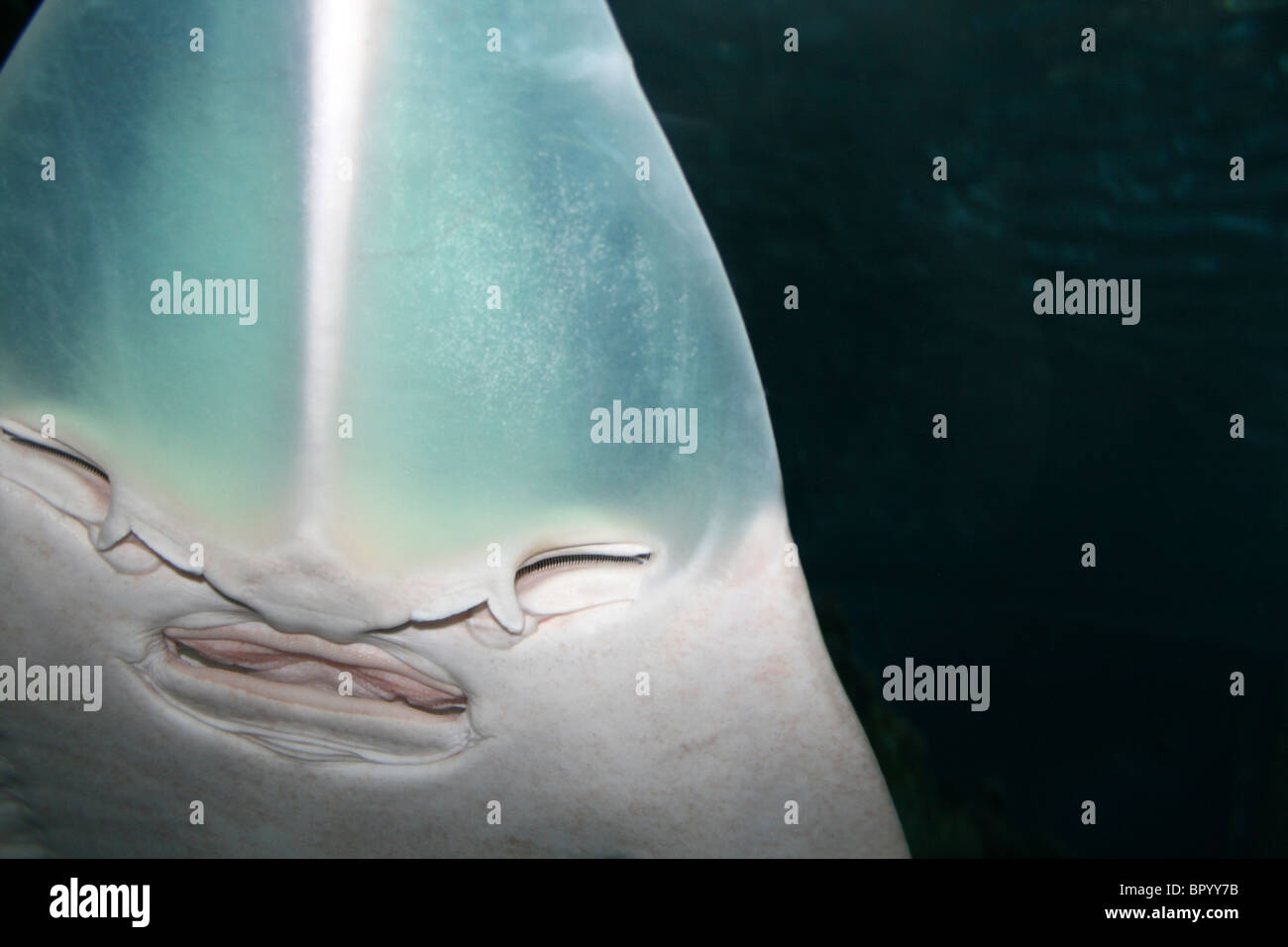 Guitarfish hi-res stock photography and images - Alamy