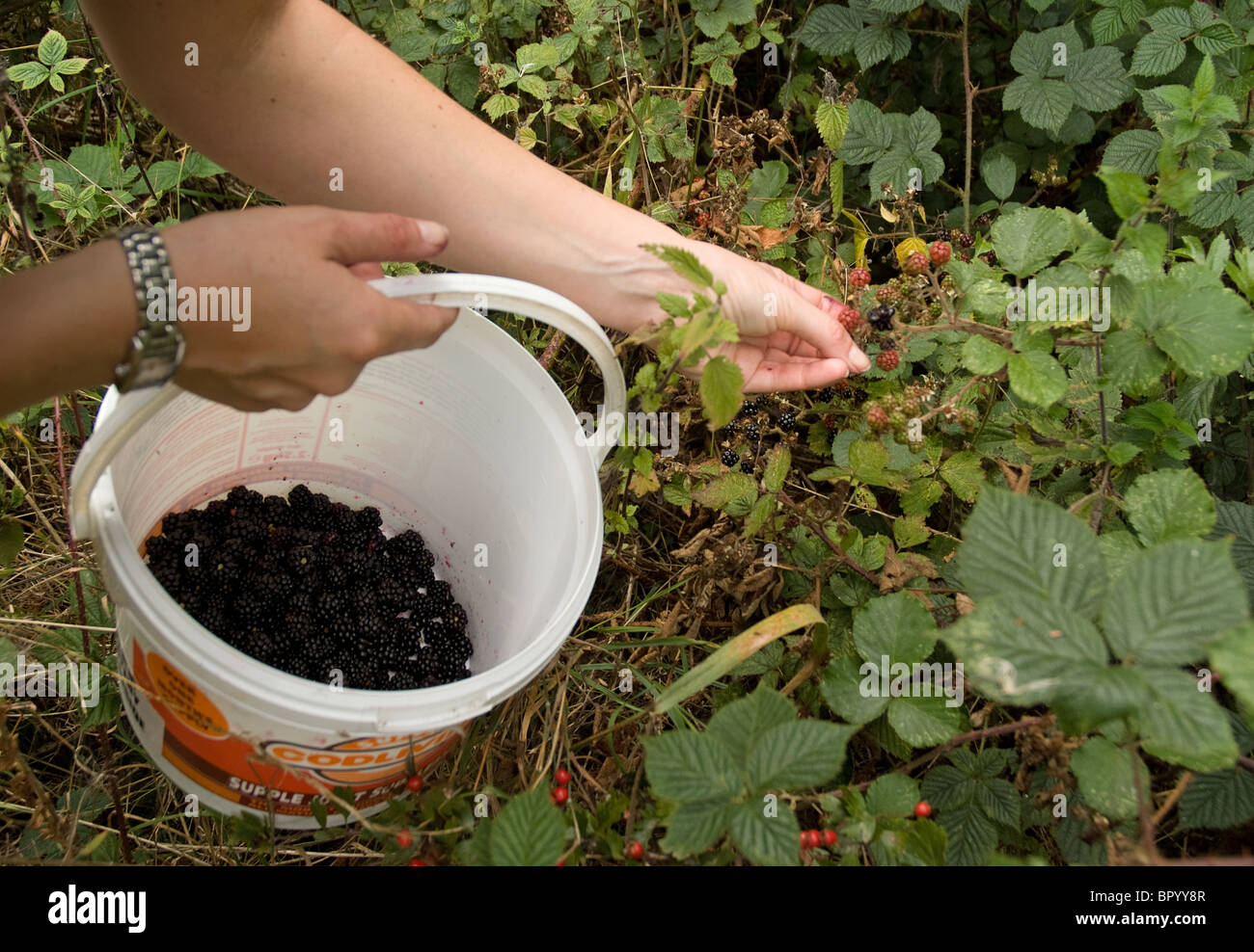 a forager blackberry picking Stock Photo - Alamy