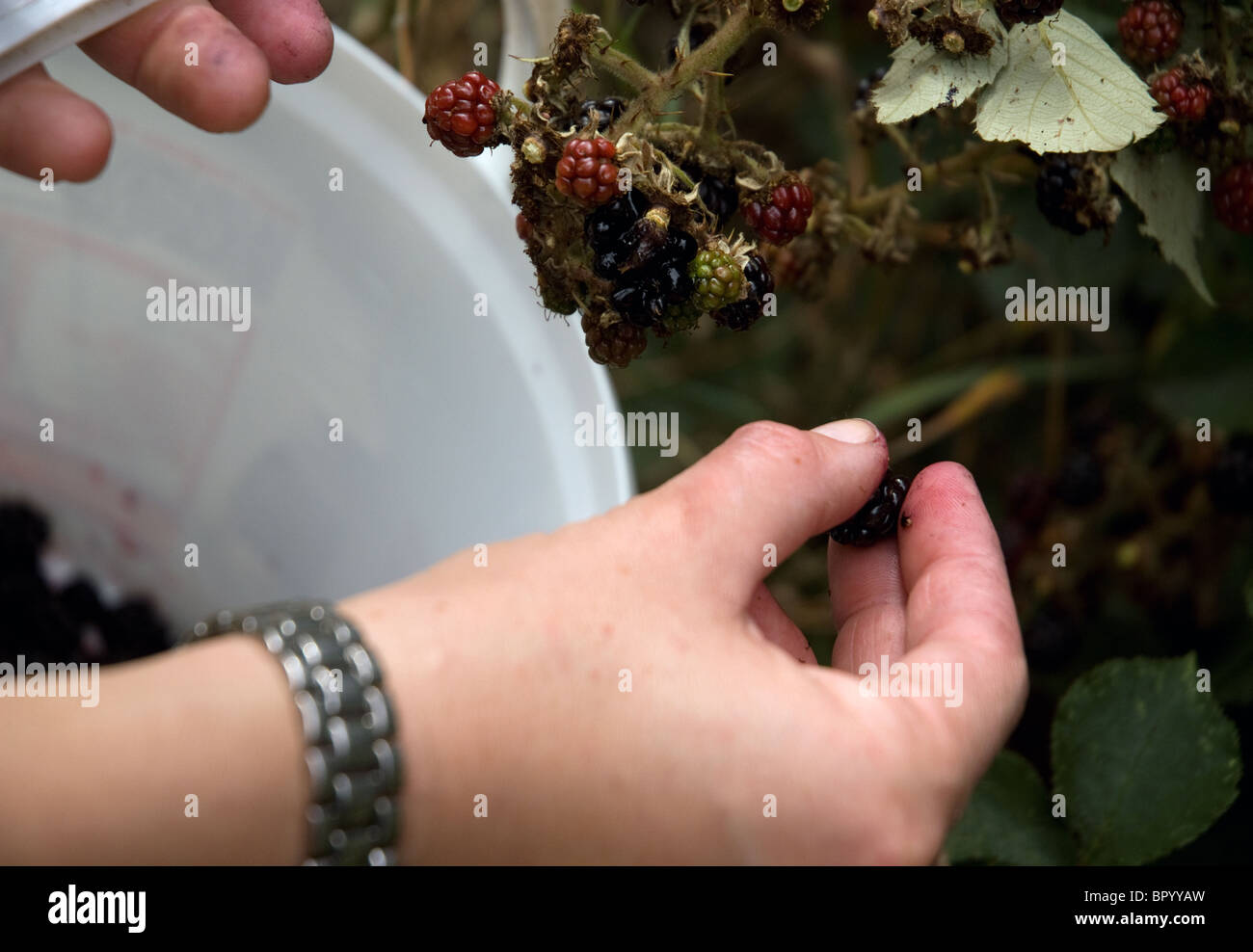 Hand picking blackberries hi-res stock photography and images - Alamy