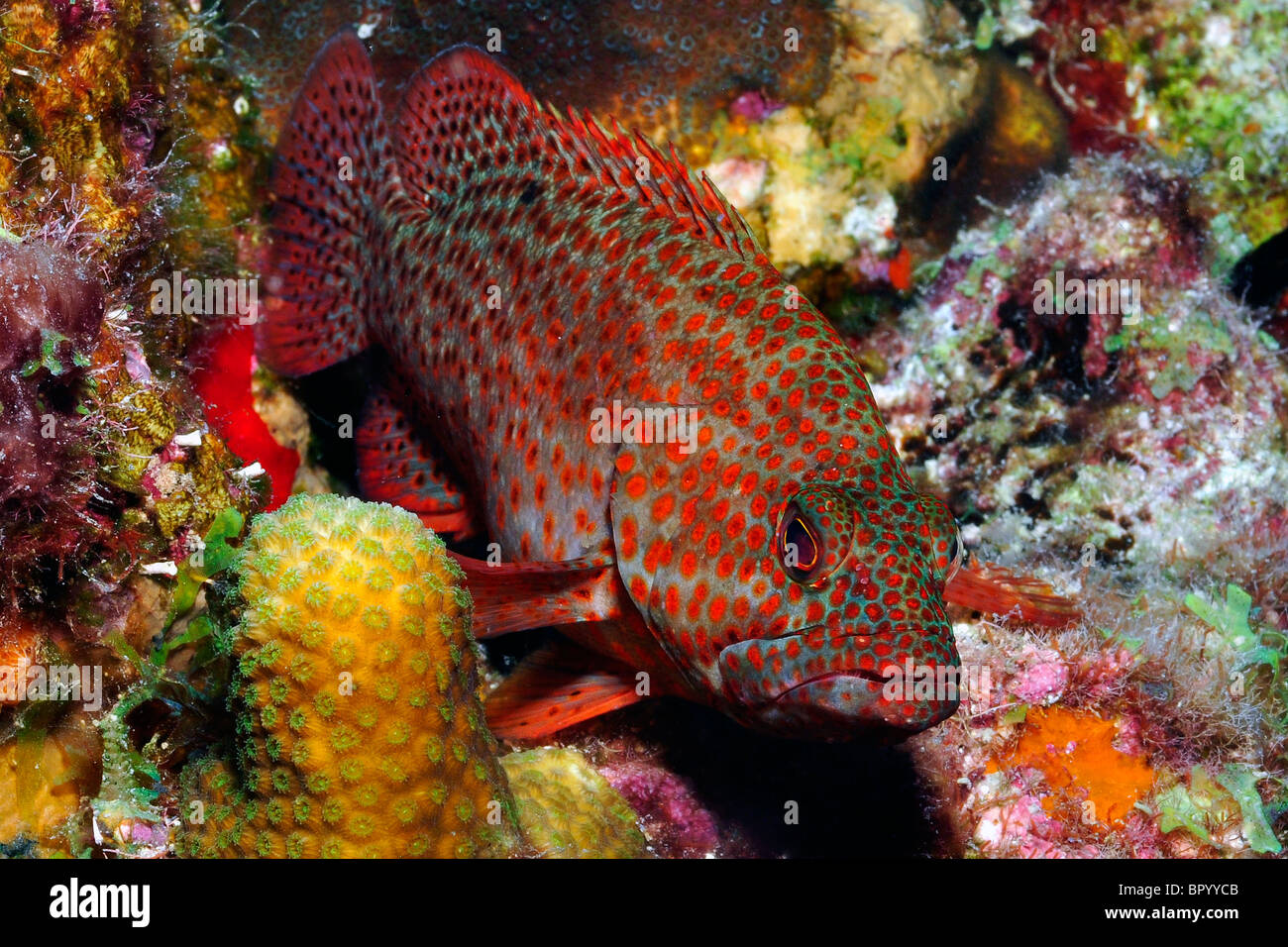 Rock hind grouper fish hi-res stock photography and images - Alamy