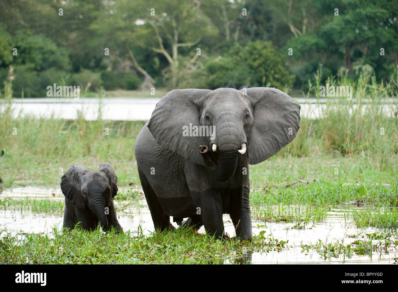 African elephant with young ( Loxodonta africana africana) in the Shire ...