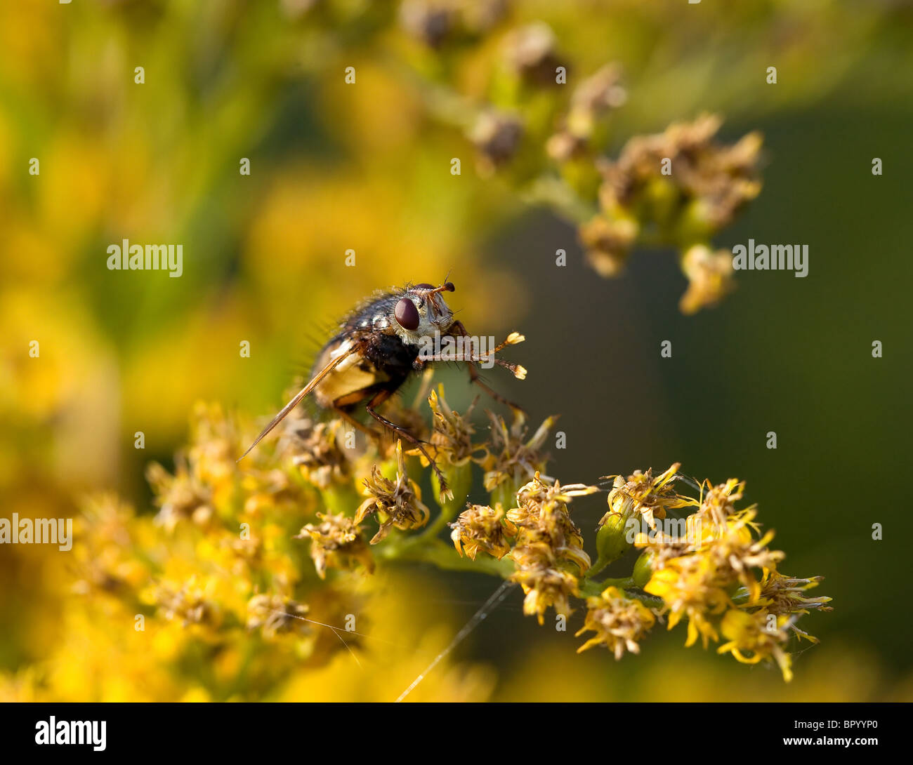 Washing insect hi-res stock photography and images - Alamy