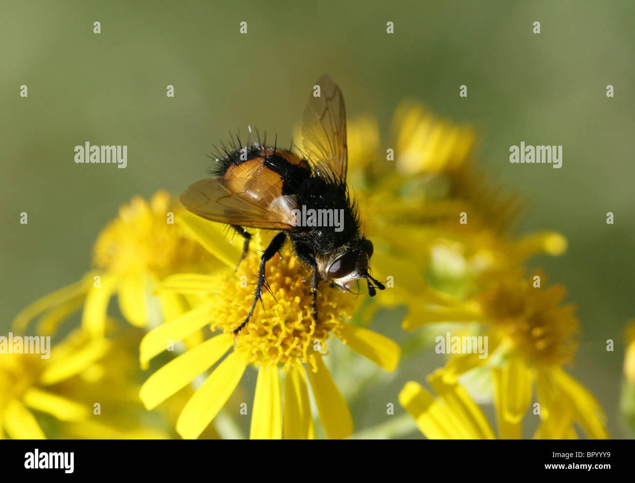 Tachinid Fly, Tachina fera, Tachininae, Tachinidae, Diptera. Aka Louse ...
