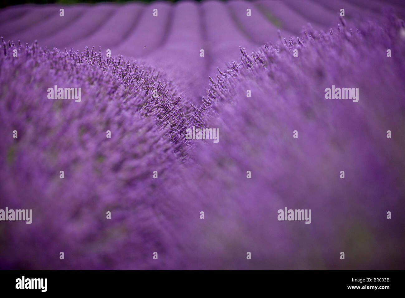 A lavender field Stock Photo - Alamy