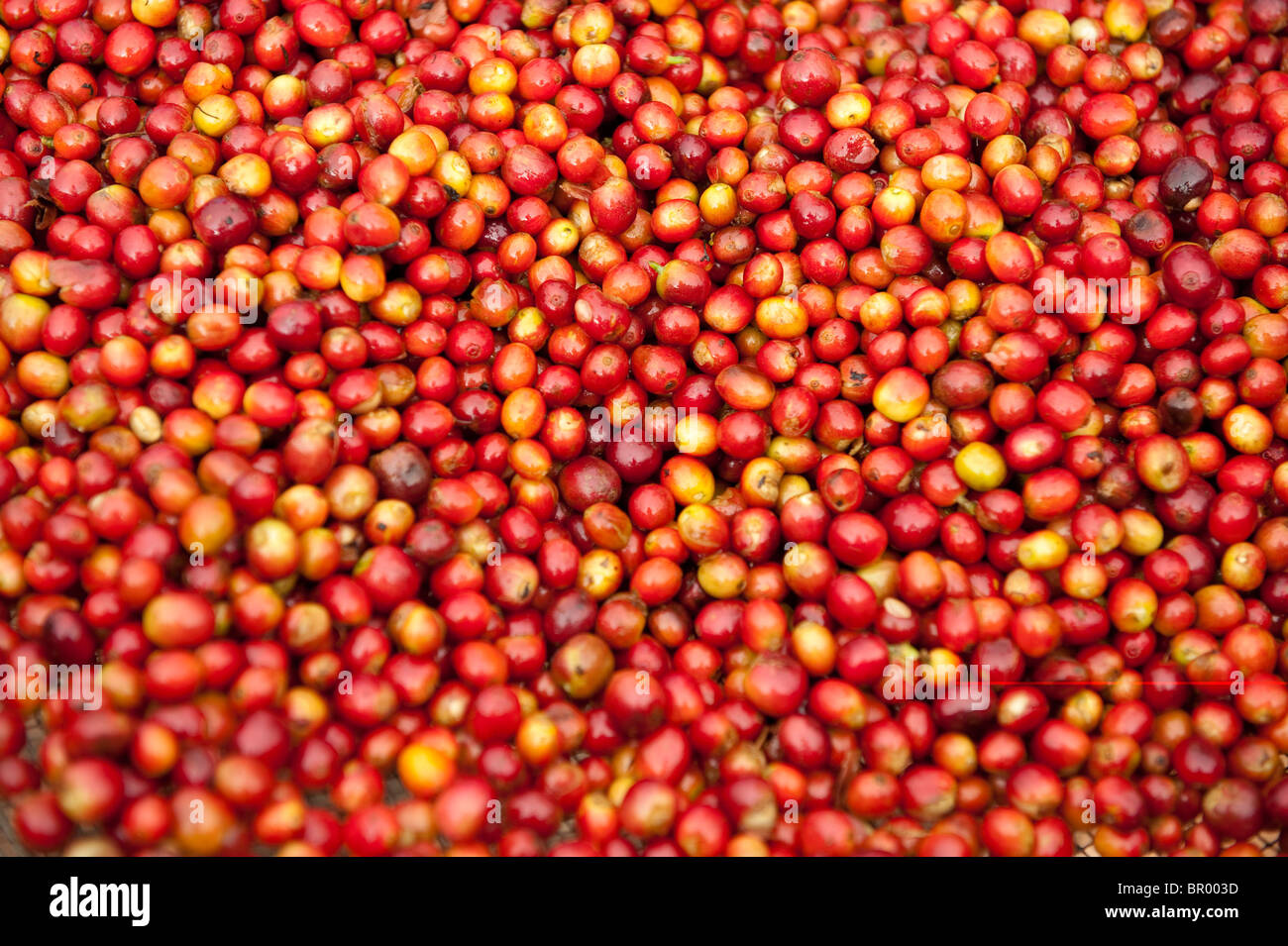 Coffee beans, Coffee station, Misuku Hills, Malawi Stock Photo - Alamy