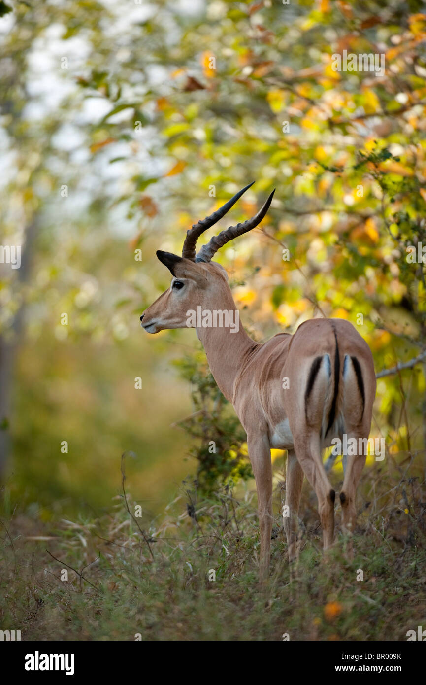 Malawi majete game reserve hi-res stock photography and images - Alamy