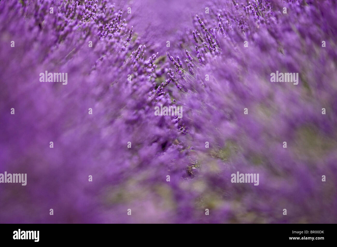 Coloured bushes hi-res stock photography and images - Alamy