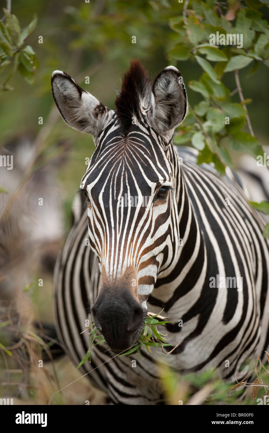Malawi majete game reserve hi-res stock photography and images - Alamy
