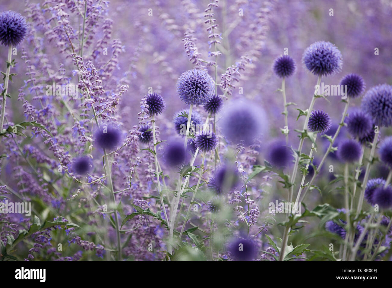 Purple Globe Thistle