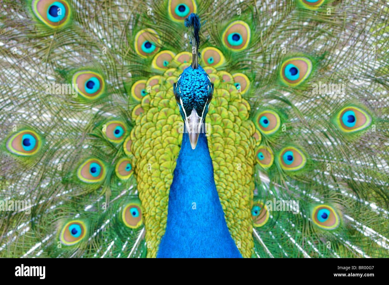 Peacock mating ritual Stock Photo - Alamy
