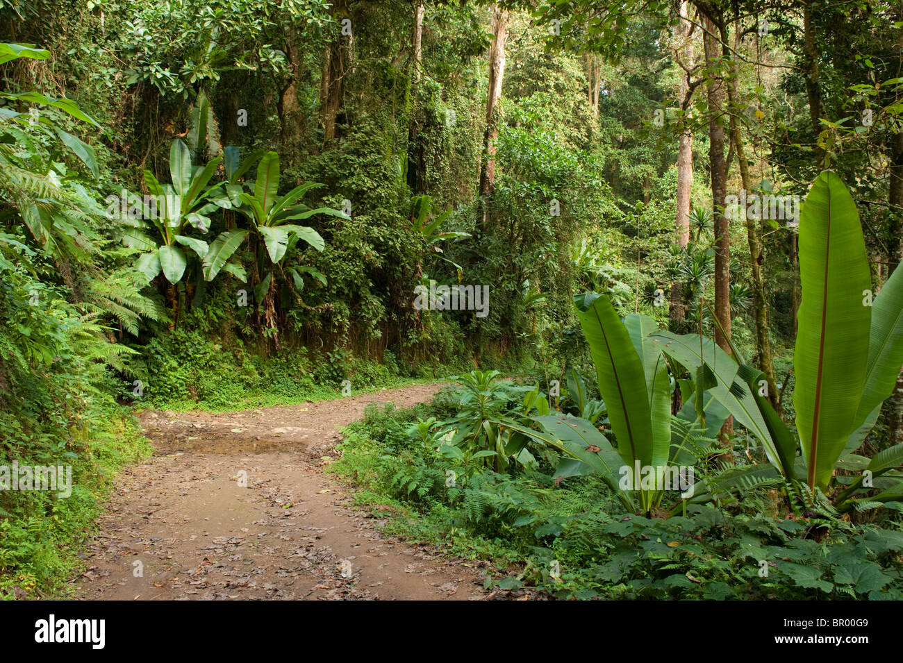 Malawi forest hi-res stock photography and images - Alamy