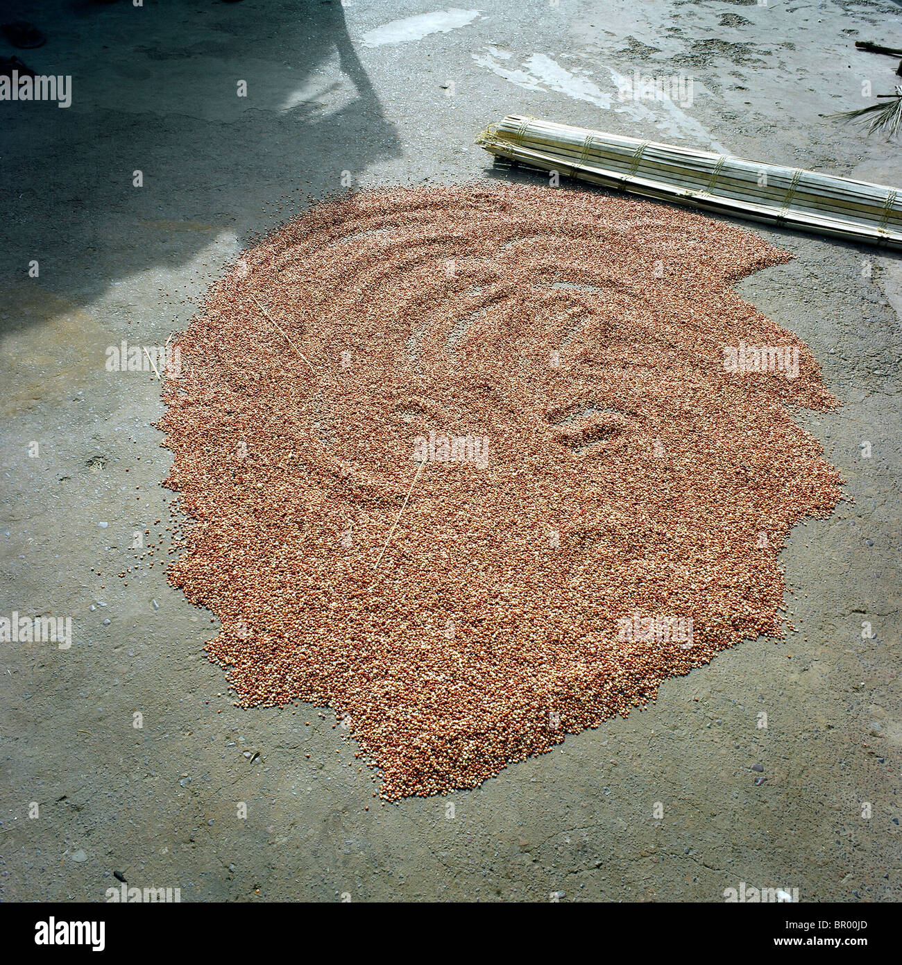 Some millet drying on the floor Stock Photo - Alamy