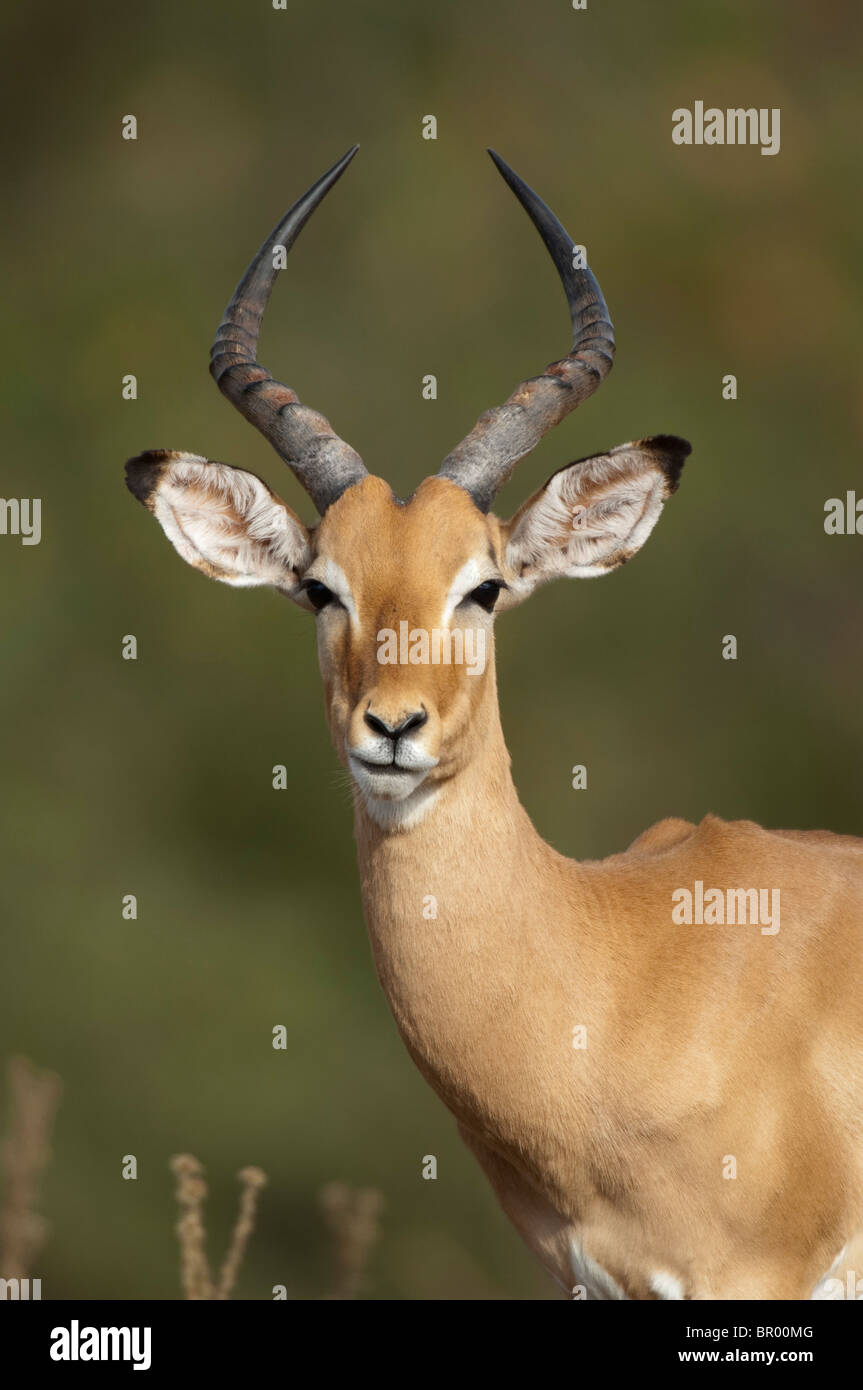 Impala face hi-res stock photography and images - Alamy