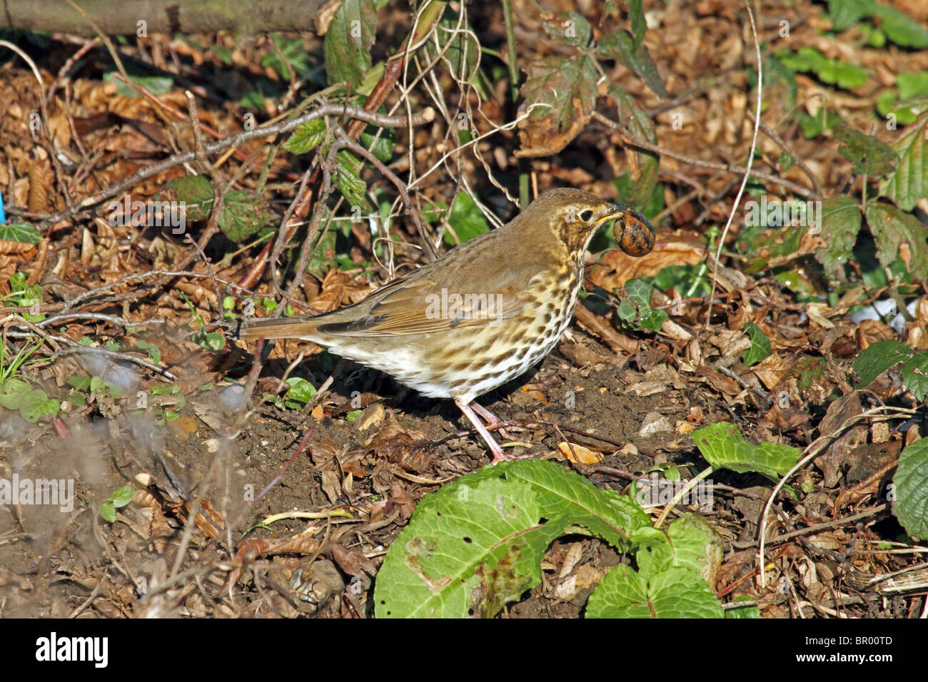 Song Thrush (Turdus philomelos) - with a snail in its beak Stock Photo ...