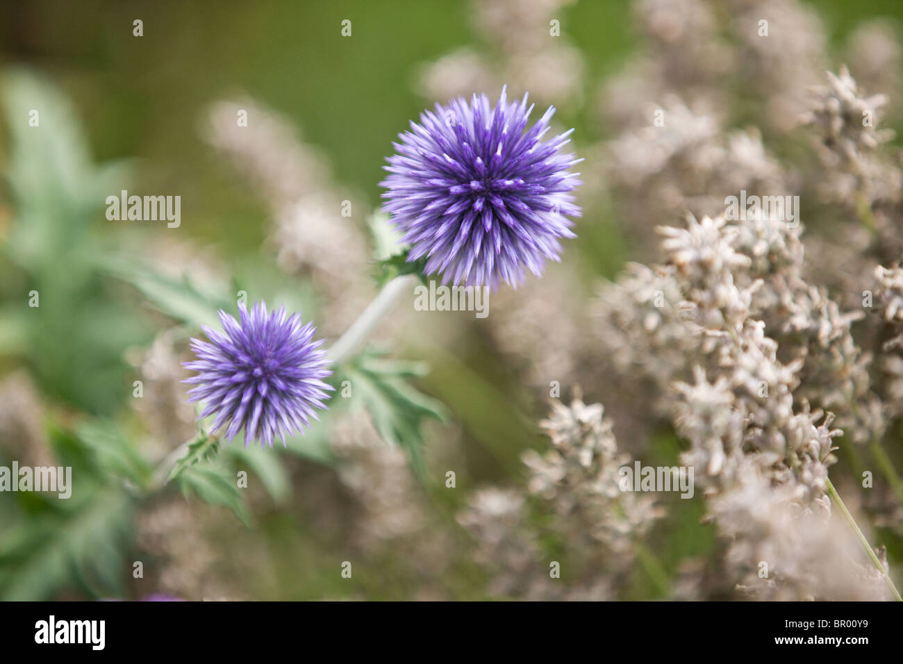 Two globe thistles High Resolution Stock Photography and Images - Alamy
