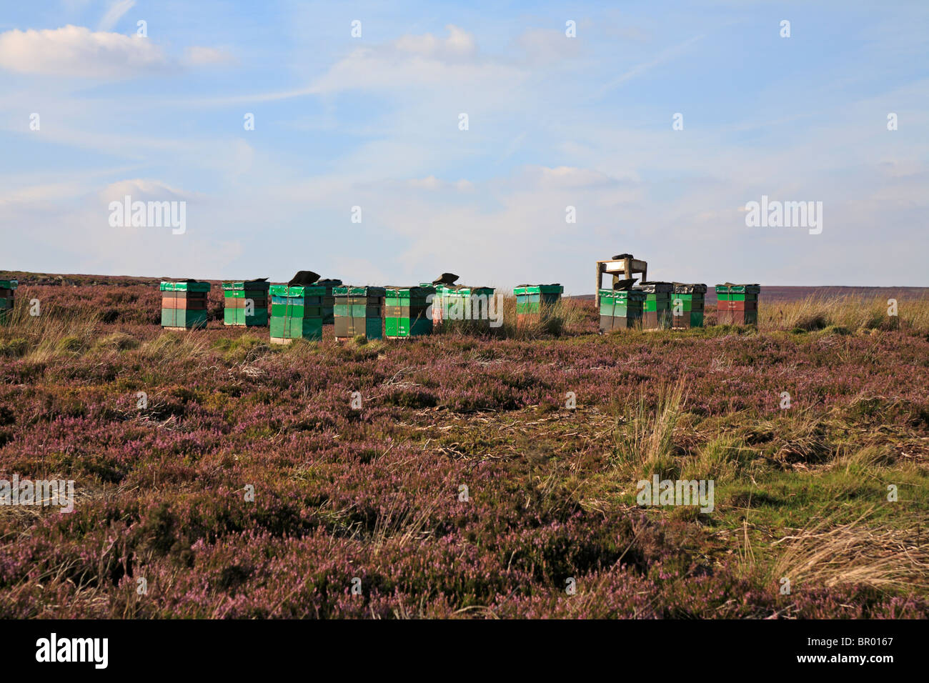 Strines moor hi-res stock photography and images - Alamy