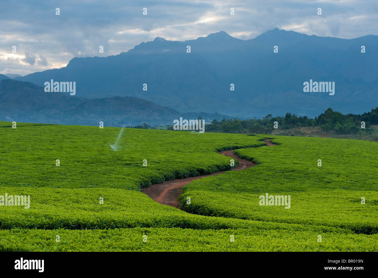 Lujeri tea estate, Mulanje Massif, Malawi Stock Photo - Alamy