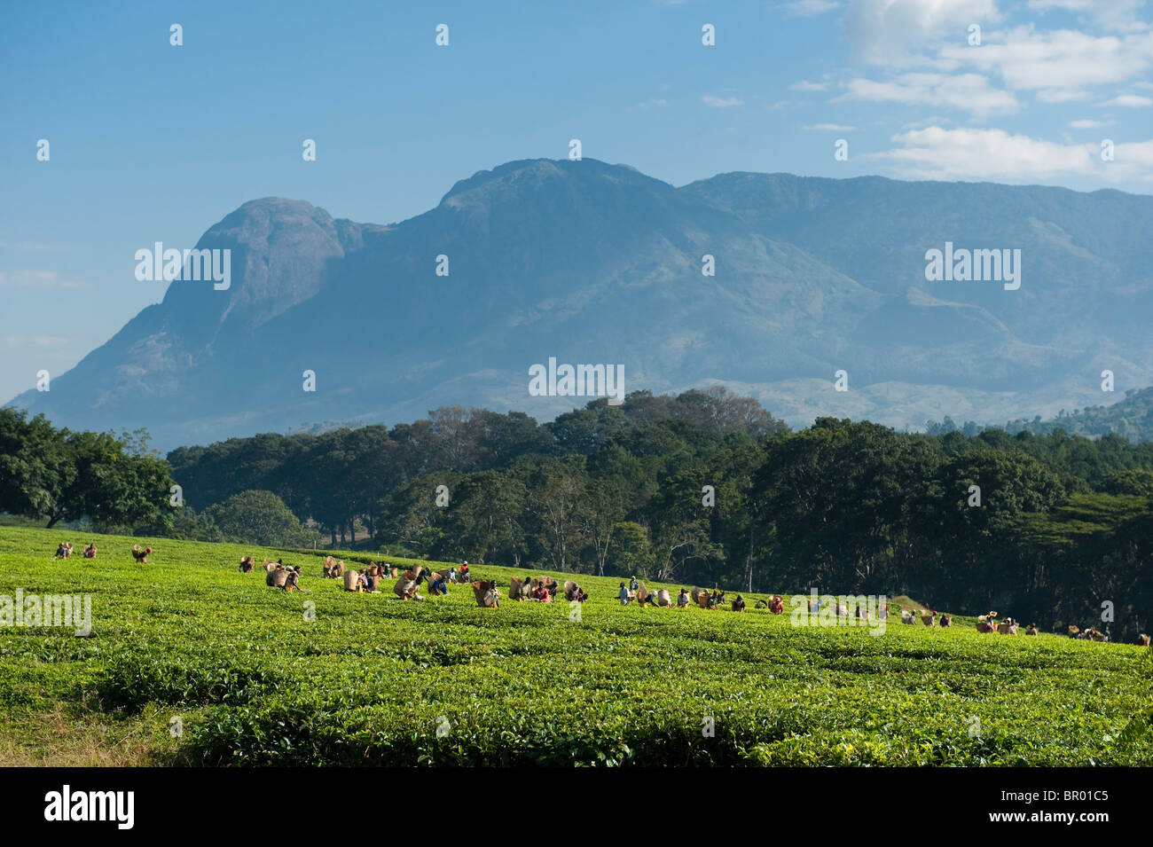 Lujeri tea hi-res stock photography and images - Alamy