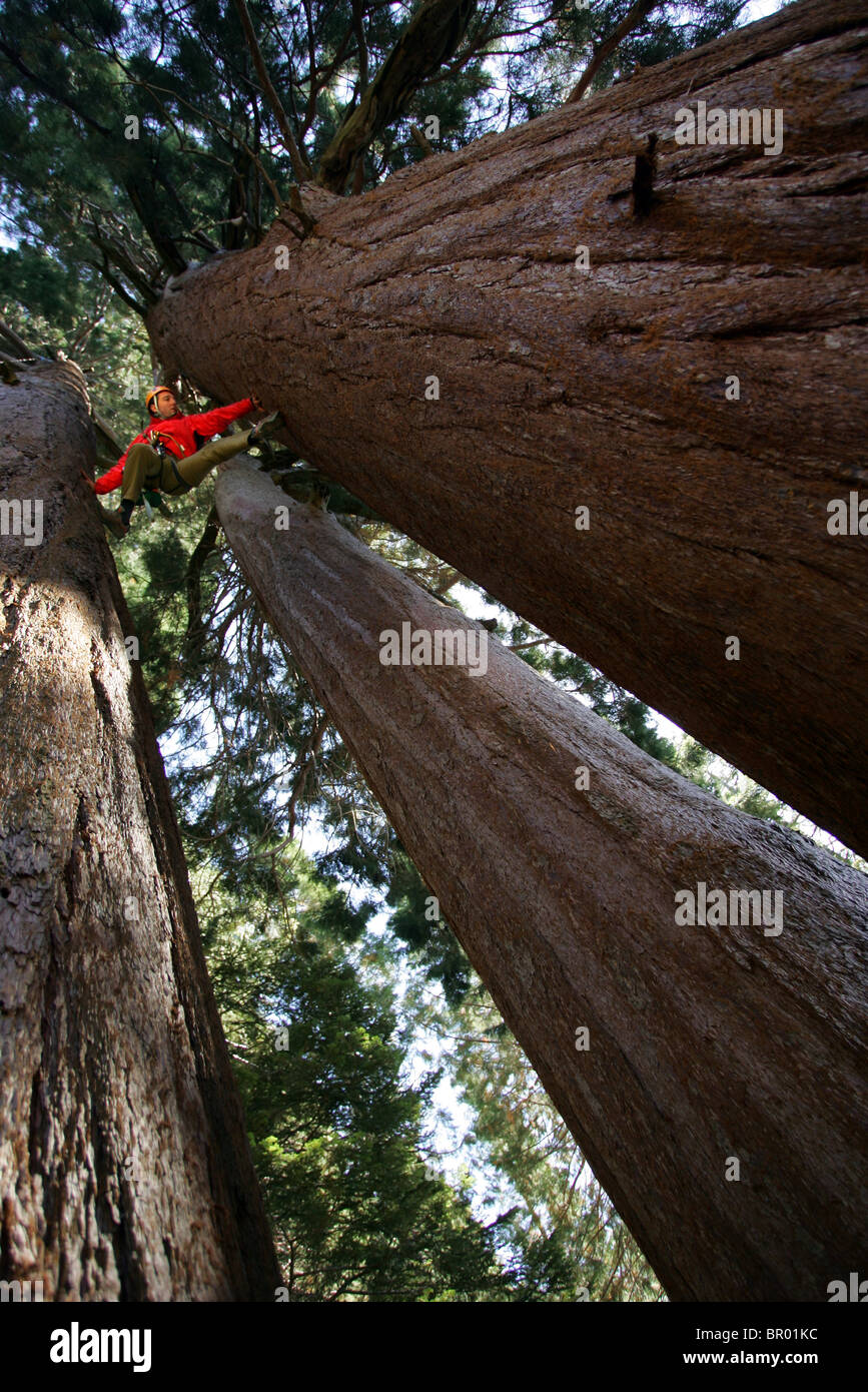 Giant sequoia climb hi-res stock photography and images - Alamy