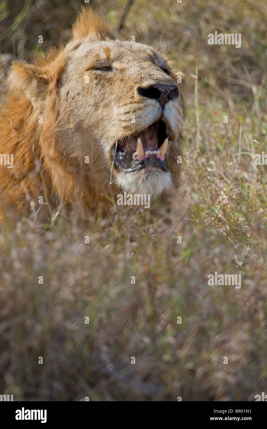 Lion pointed teeth hi-res stock photography and images - Alamy