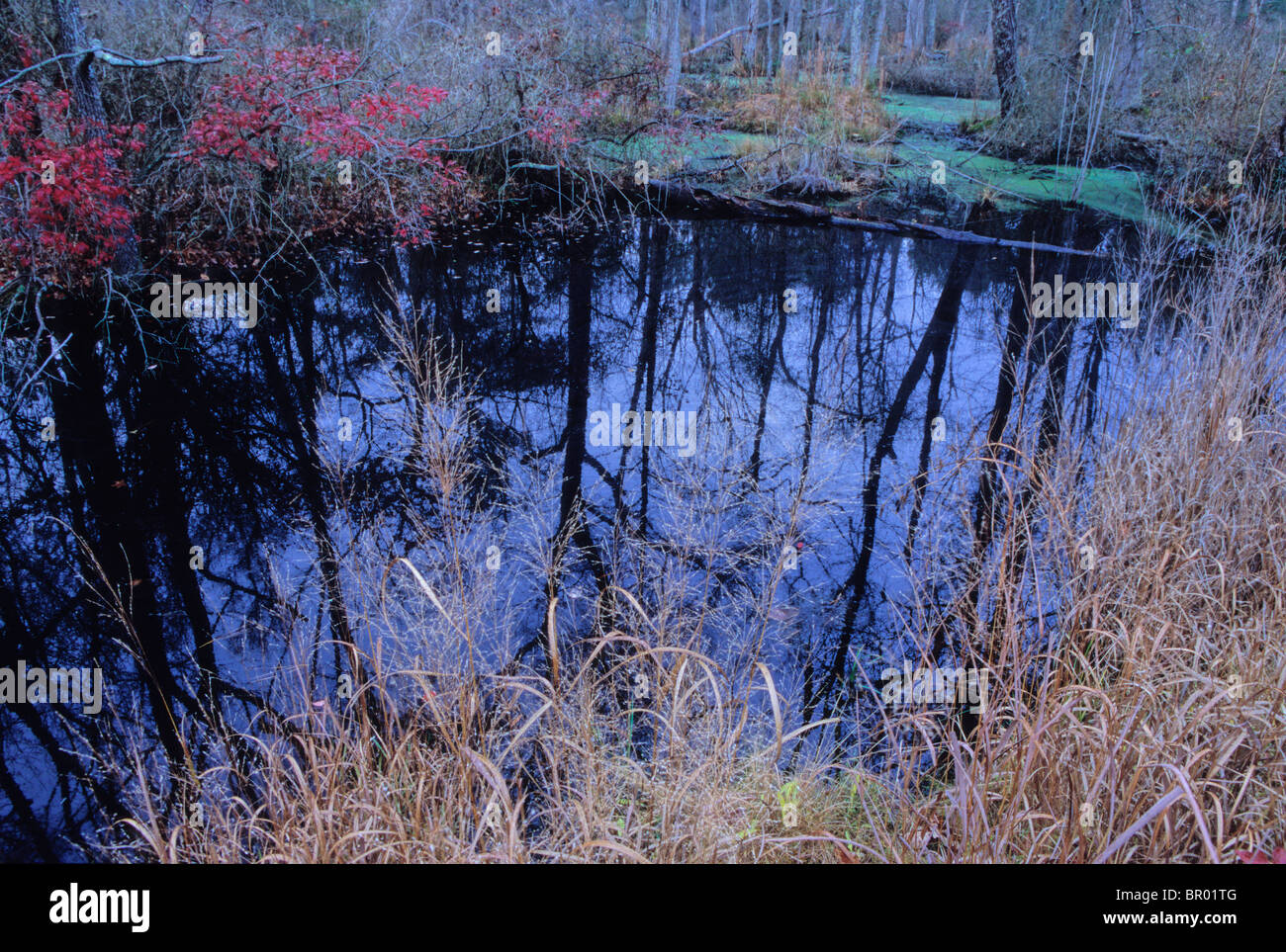 Blackwater National Wildlife Refuge swamp Stock Photo - Alamy