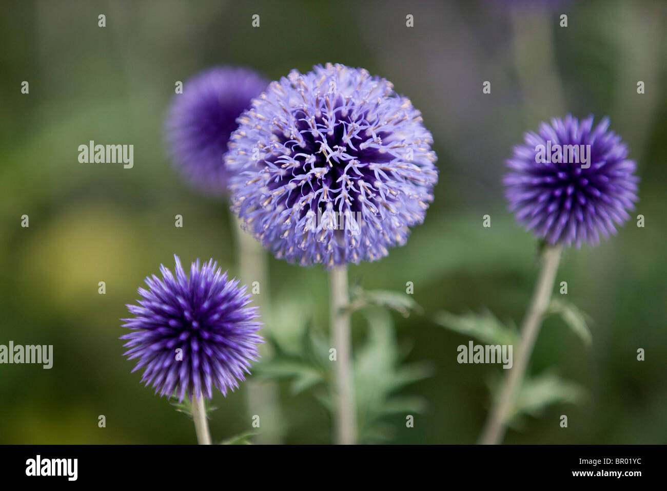 Echinops hi-res stock photography and images - Alamy