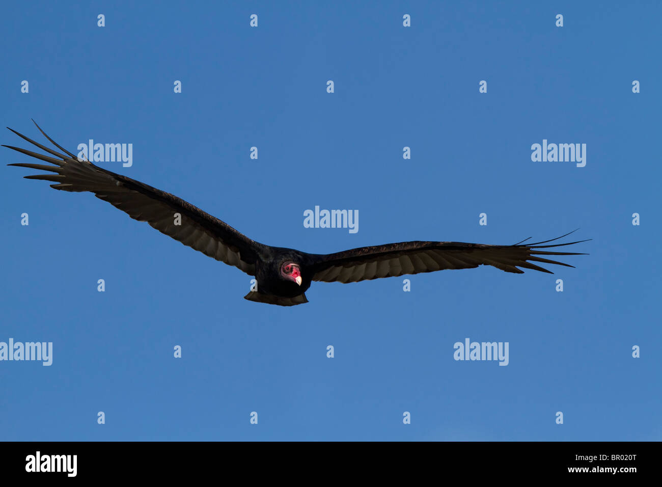 Turkey Vulture flying with wings spread on blue sky background Stock ...