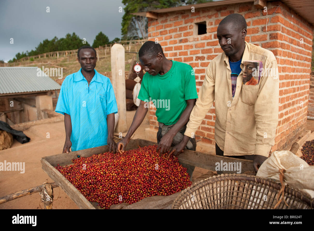 Coffee sorting, Coffee station, Misuku Hills, Malawi Stock Photo - Alamy