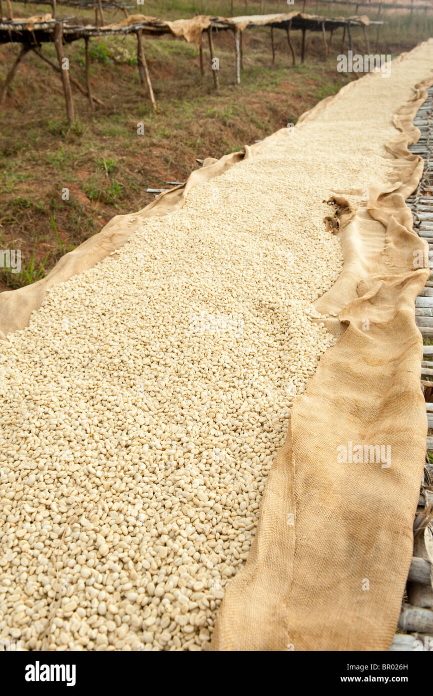 Coffee drying, Coffee station, Misuku Hills, Malawi Stock Photo - Alamy