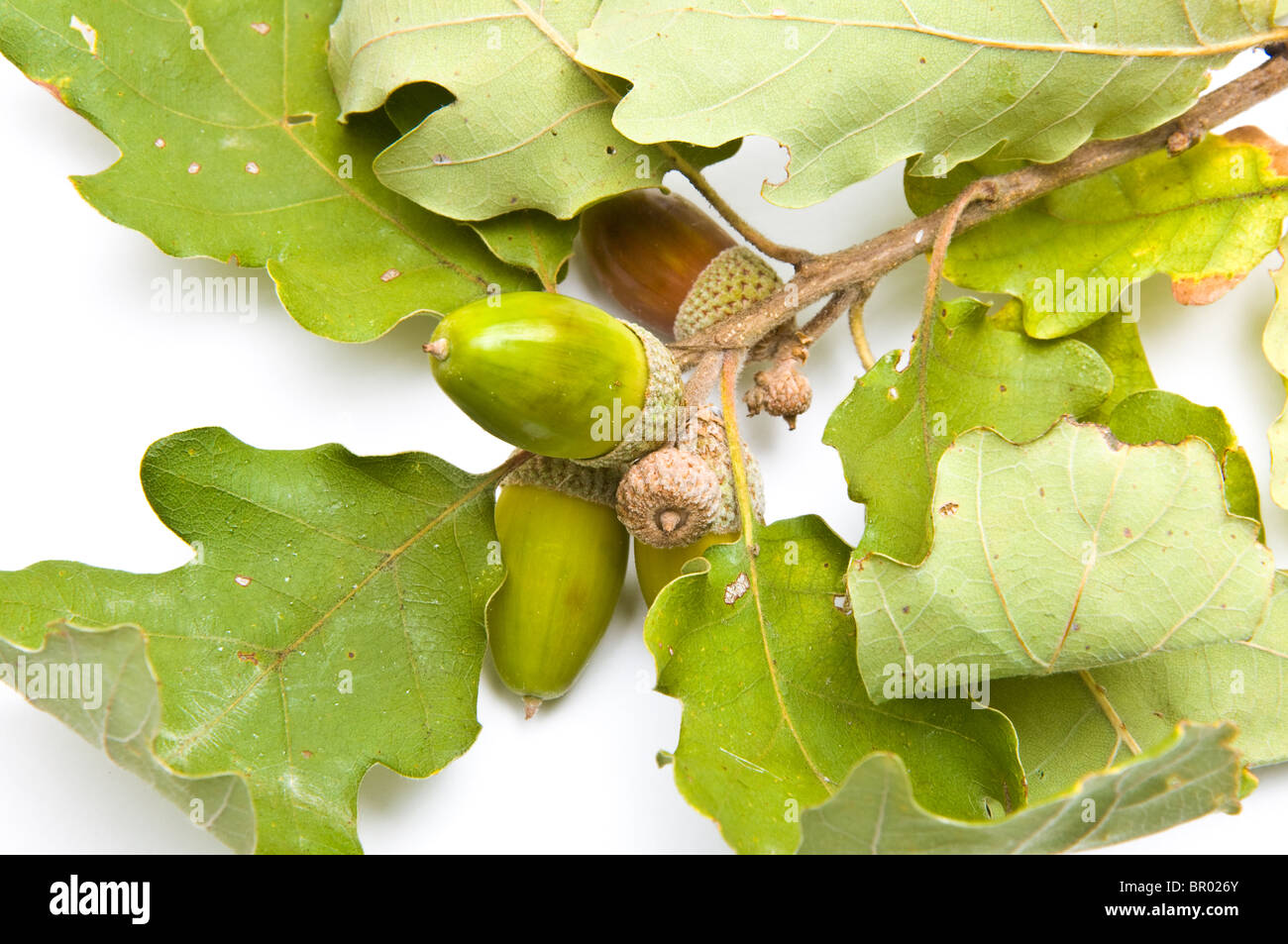Acorns on a branch top view isolated on white Stock Photo - Alamy