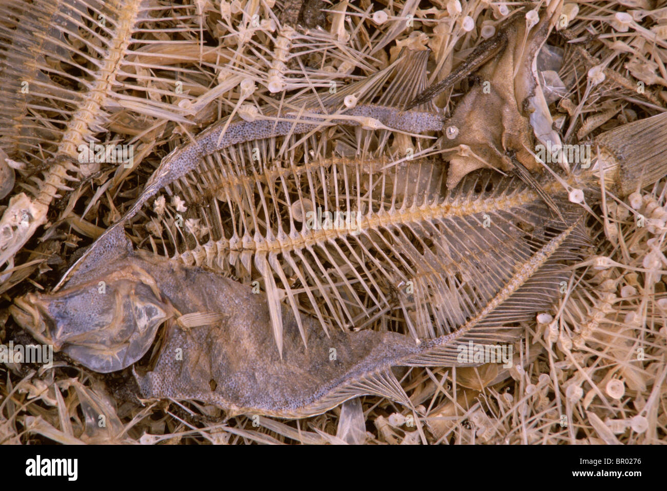 Fish flounder hi-res stock photography and images - Alamy