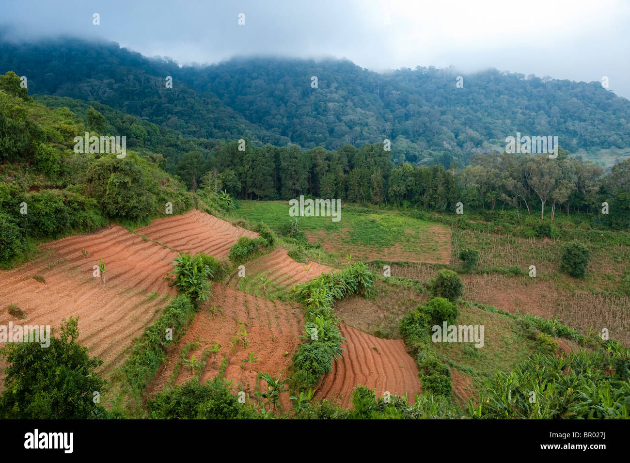 Cultivated land, Misuku Hills, Mughese forest reserve, Malawi Stock ...