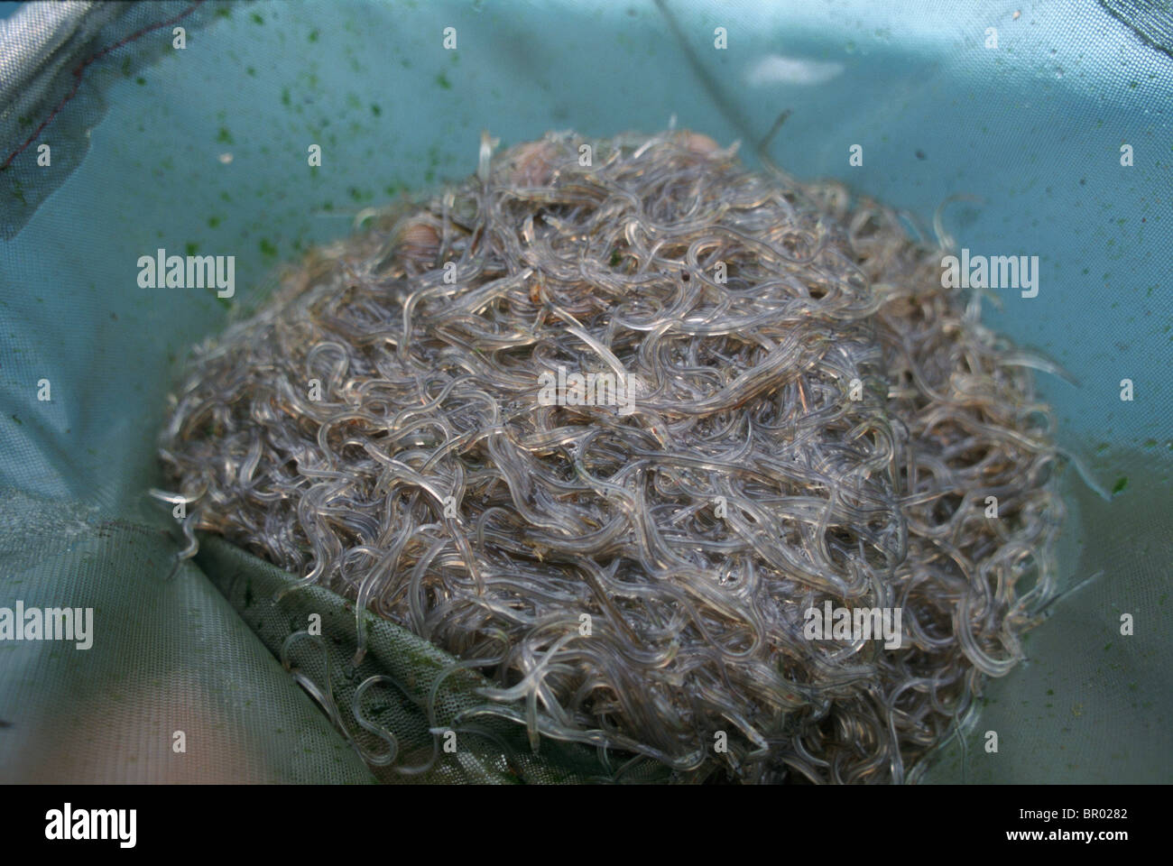 container of elvers Stock Photo - Alamy