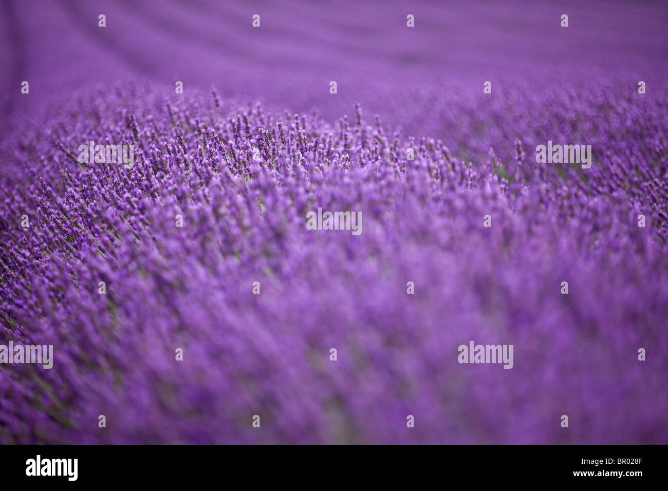 A lavender field Stock Photo - Alamy