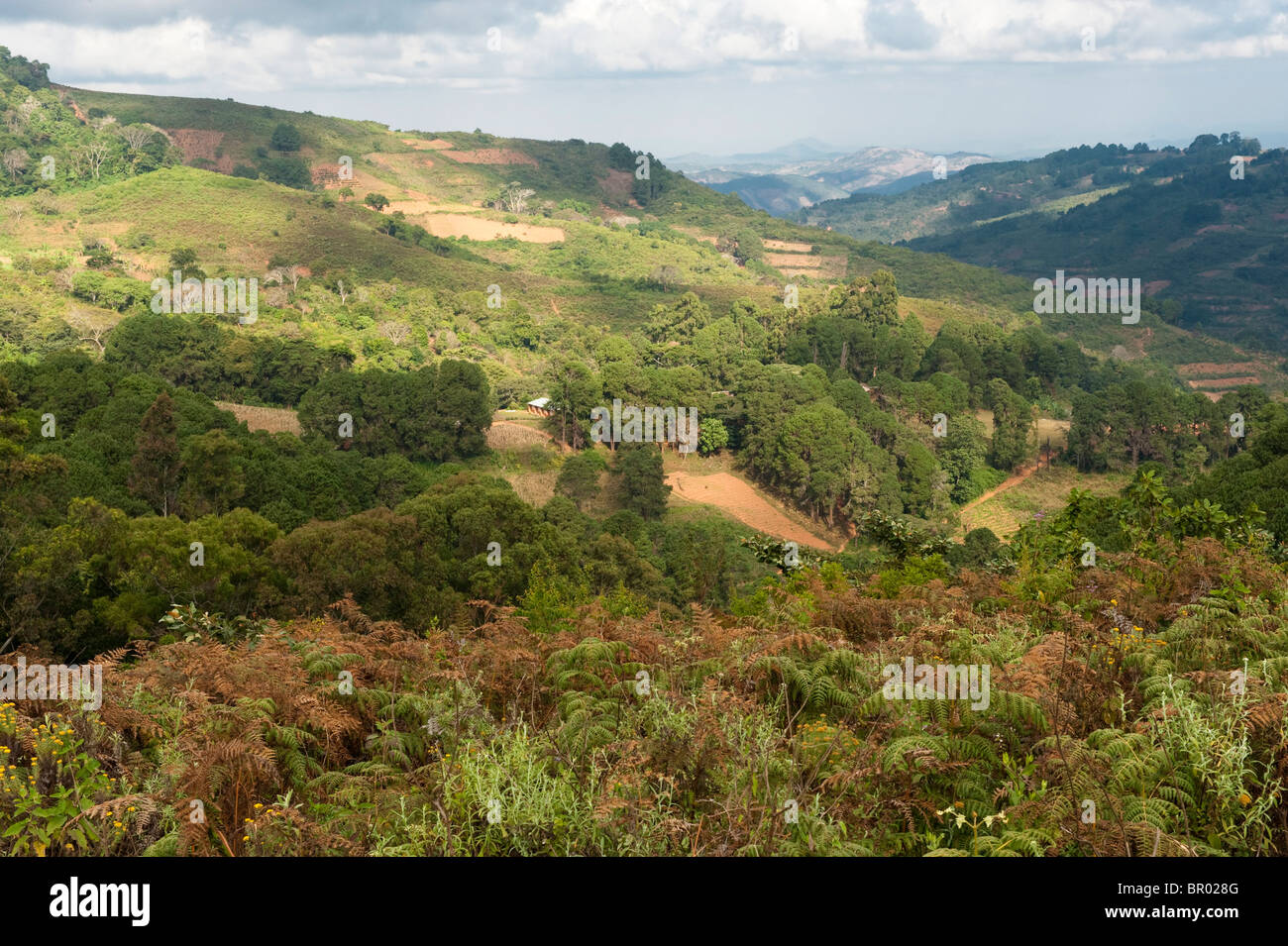 Misuku Hills, Mughese forest reserve, Malawi Stock Photo - Alamy